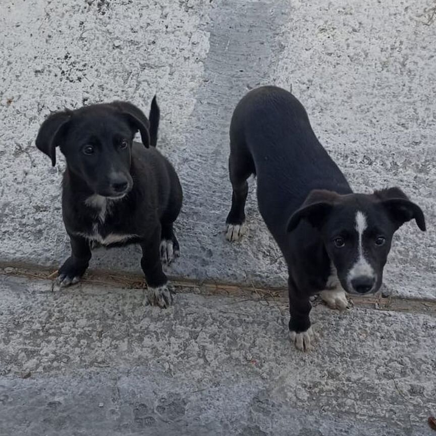 Щенок в добрые руки