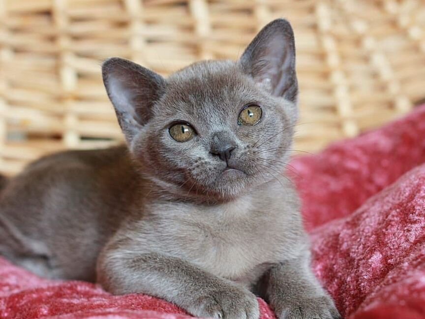 Котята европейской бурмы