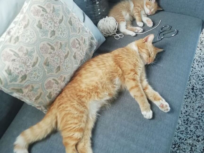 Рыжий котенок