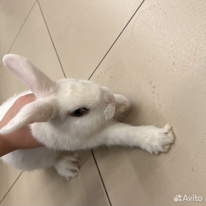 Декоративные кролики