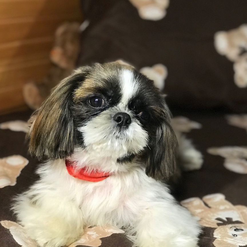 Щенок ши-тцу