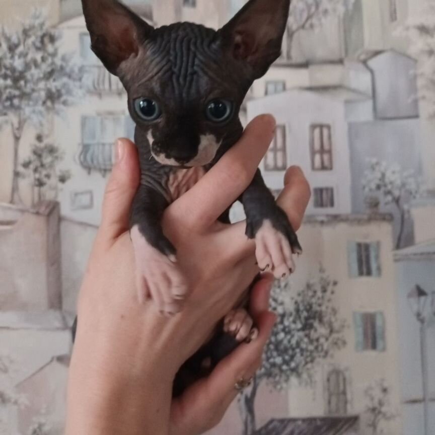 Сфинксята котята)