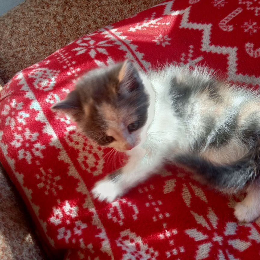 Котёнок 3 шёрстный