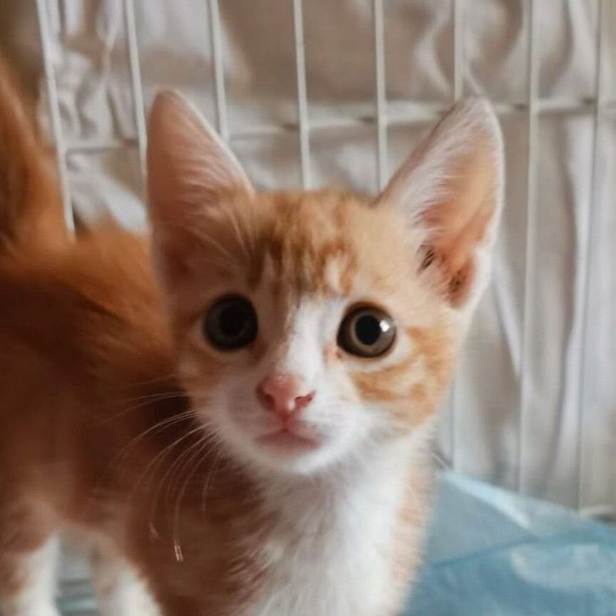 Малышик, мальчик, в добрые руки