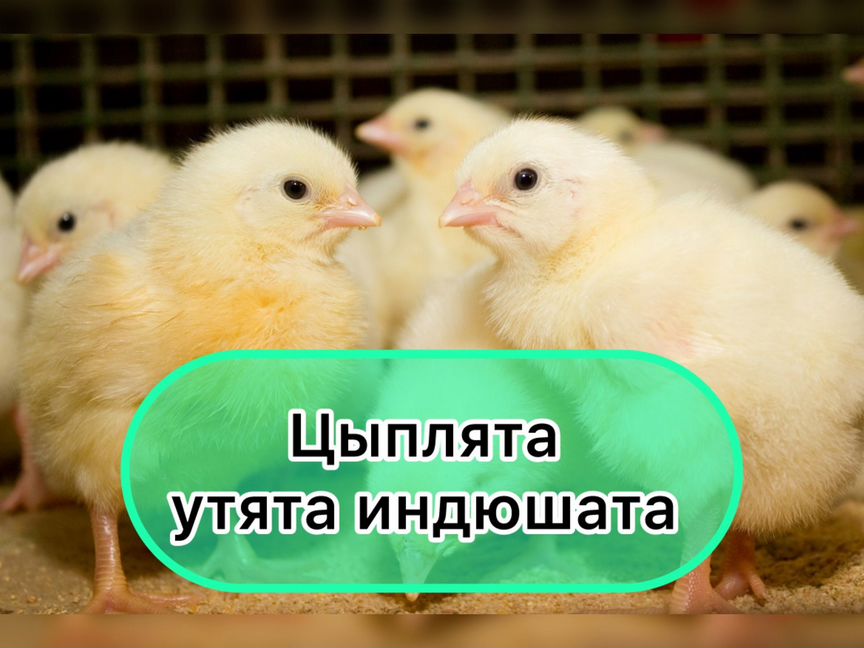 Цыплята росс 308