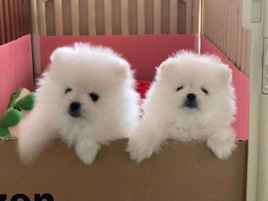 Щенки померанского шпица