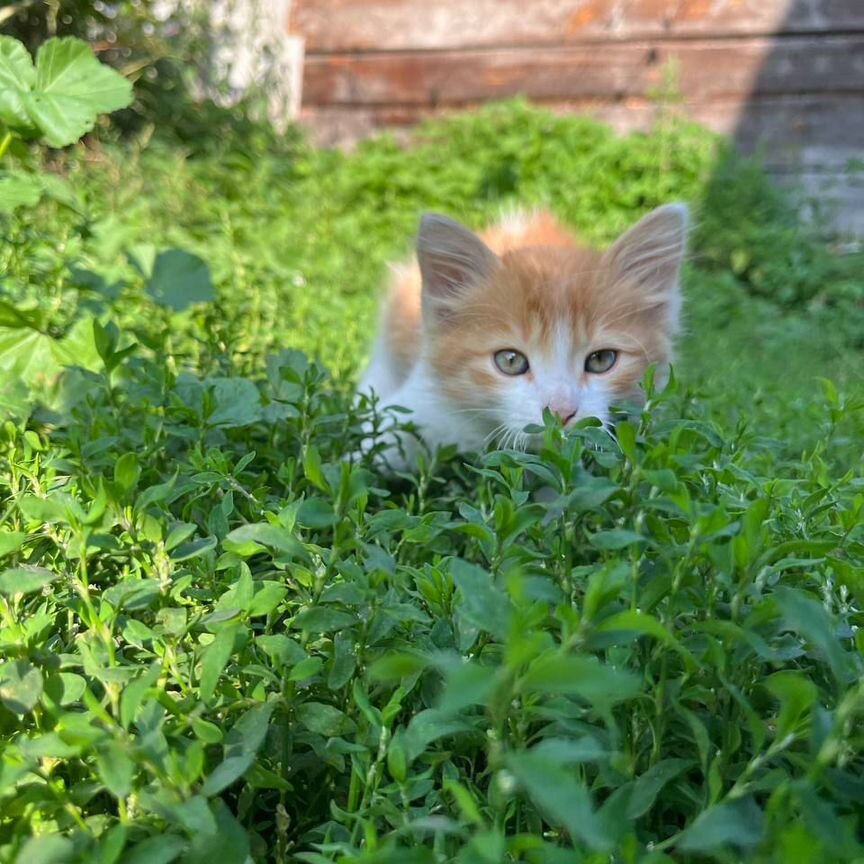 Котята Рыжики)