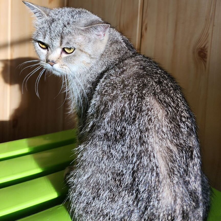 Шотландский вислоухий короткошёрстный, взрослый кот
