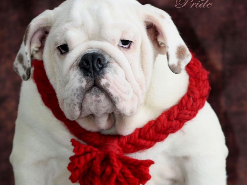 Английский бульдог