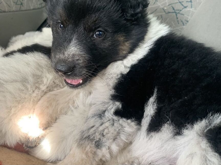 Шенки в беде