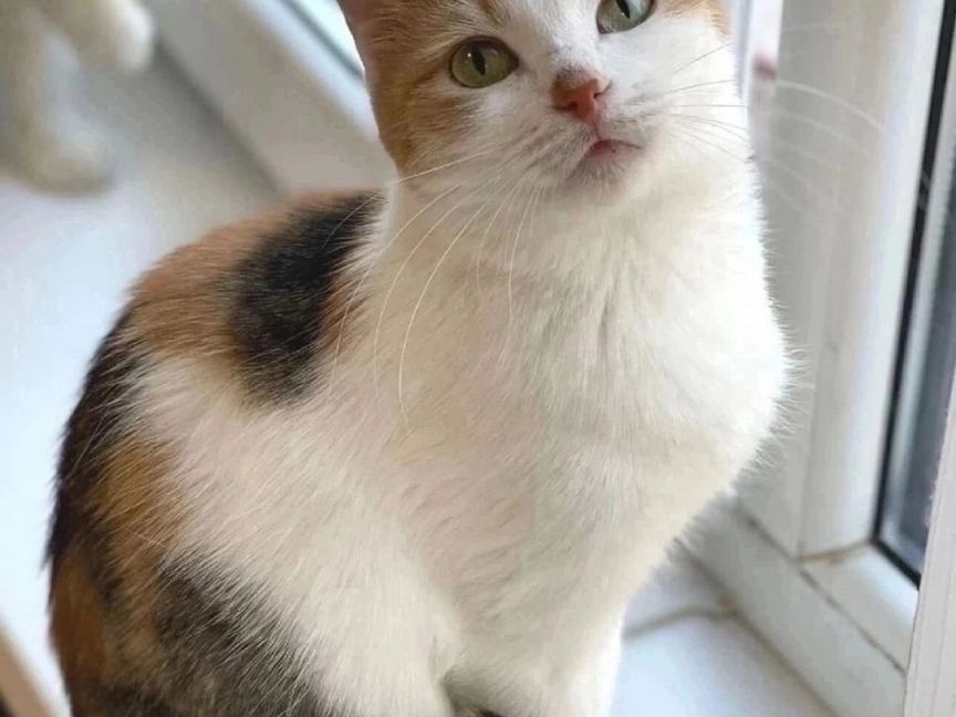 Кошка Аська