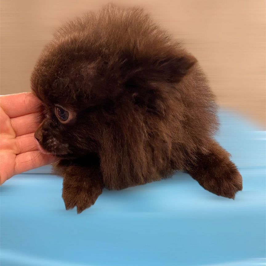 Померанский шпиц 4.6 мес мини с док