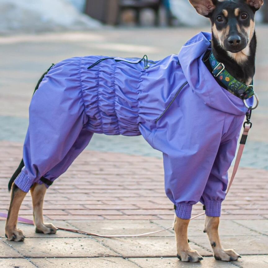 Щенок от частного владельца