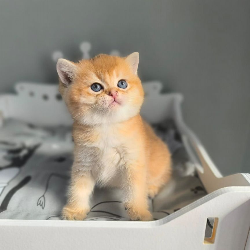 Шотландский котенок страйт