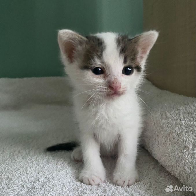 Котенок, мальчик в добрые и ответственные руки