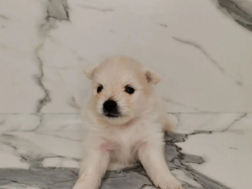 Щенки шпица