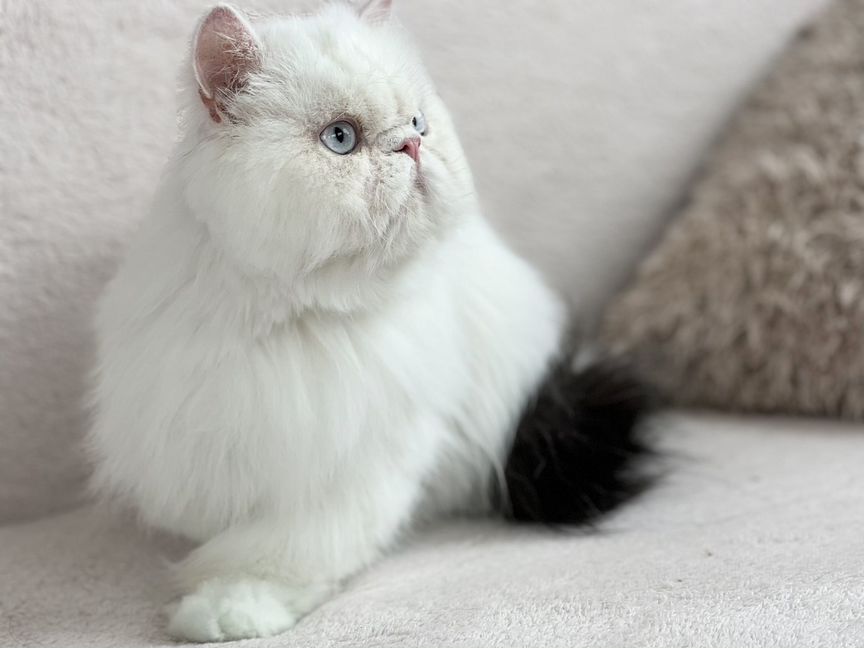Котик