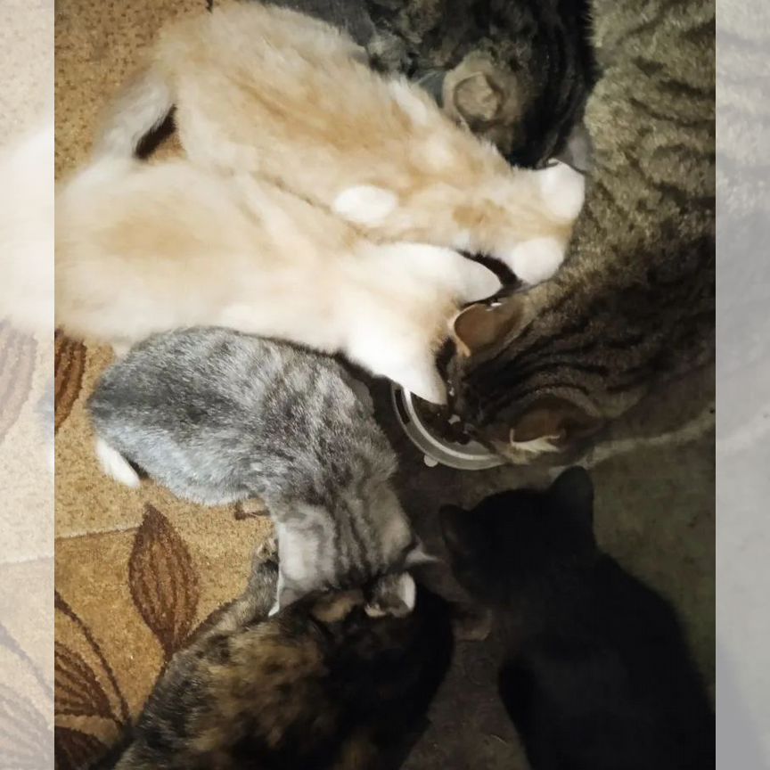 Котёнок в добрые руки