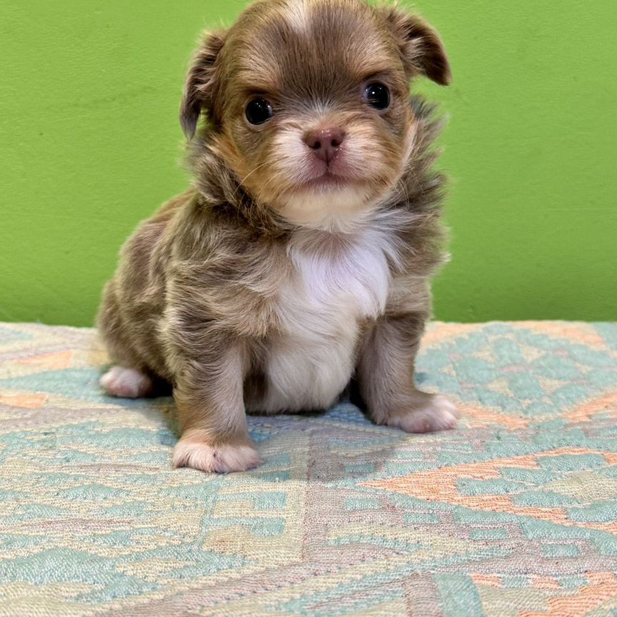 Лилово подпалый Пупс