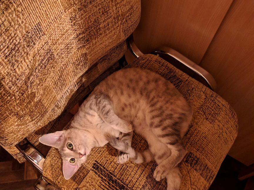 Вязка кошки