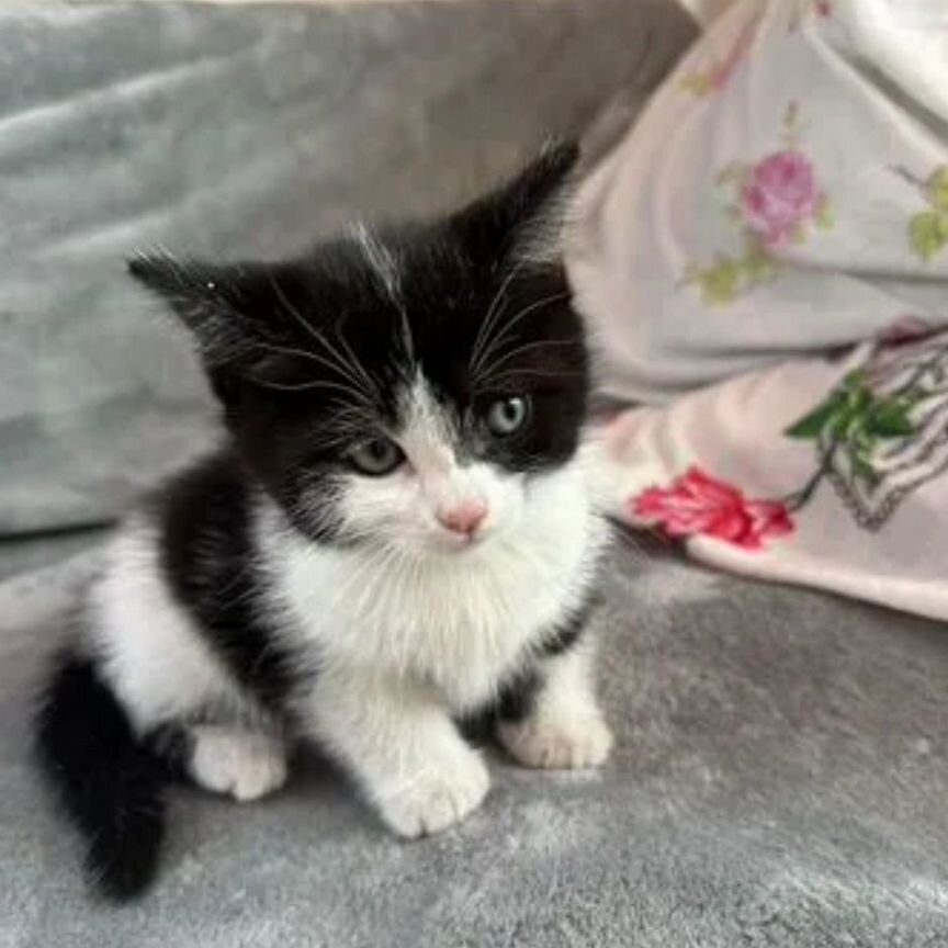 Котик майкун бесплатно