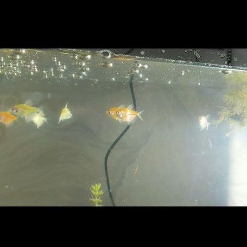 Тернеция разные