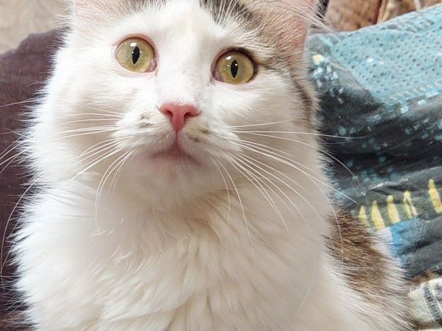 Кошка молодая ласковая прелесть хорошая добрая
