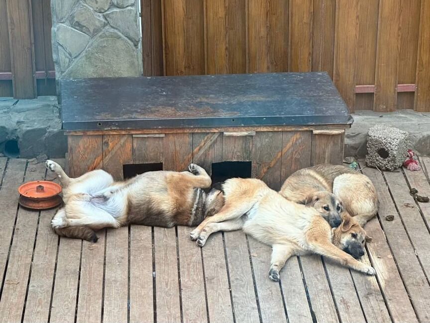 Щенки меховушки в дар бесплатно