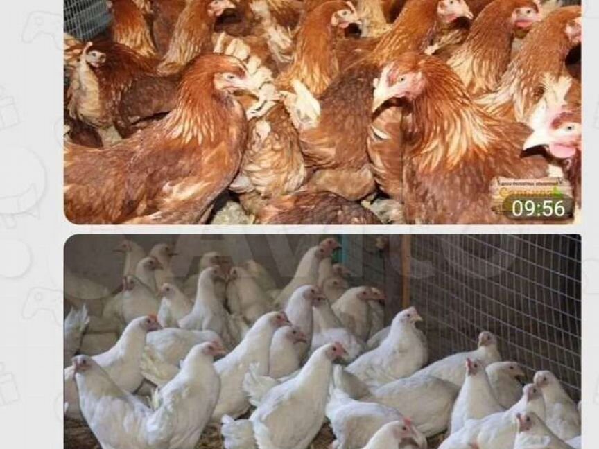 Куры молодки несушки