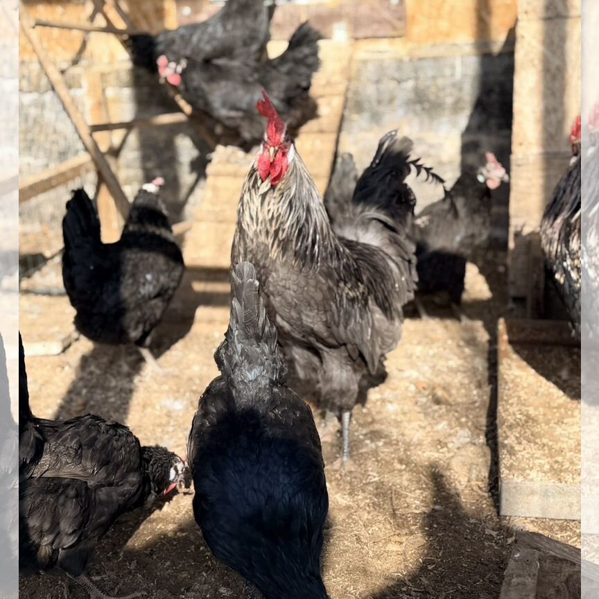 Сильверудд