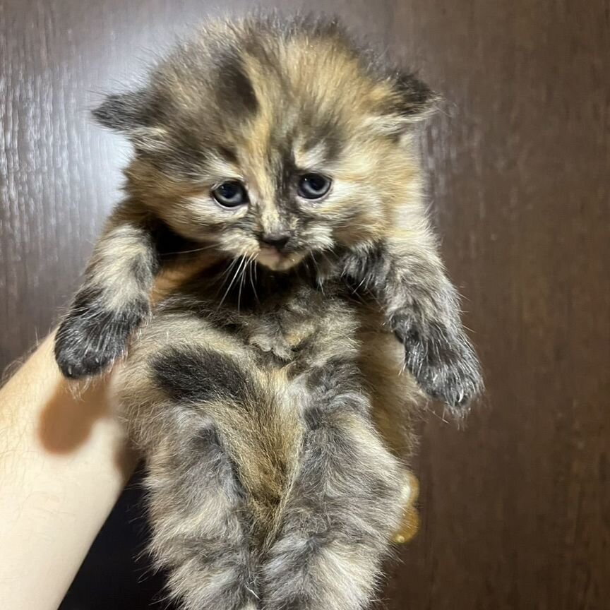 Котята в добрые руки бесплатно