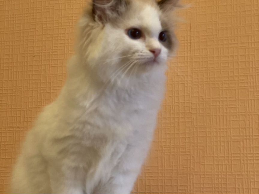 Котята рэгдолл