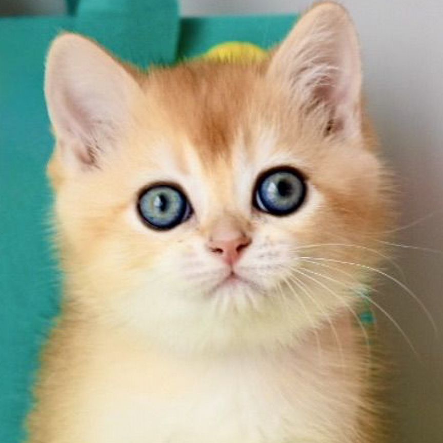 Британский короткошёрстный котёнок