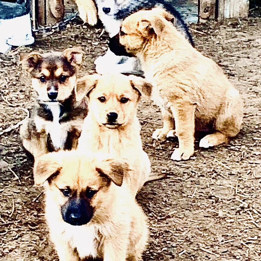 Продам щенков