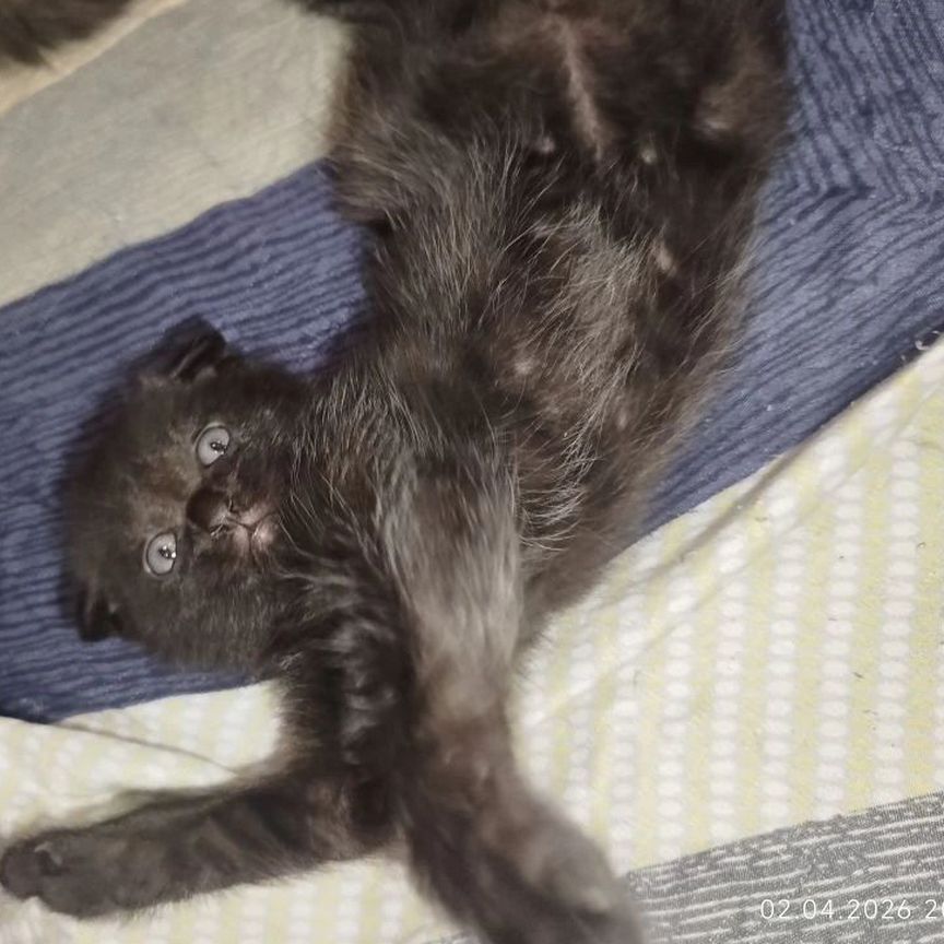 Котёнок в добрые руки