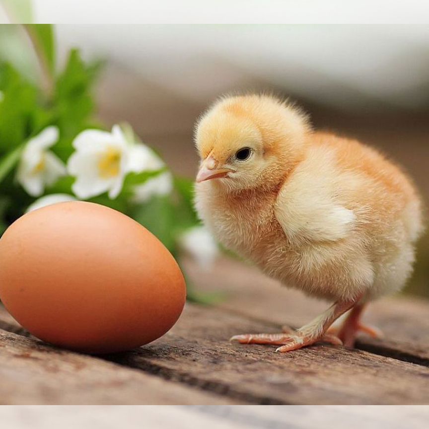 Инкубационное яйцо