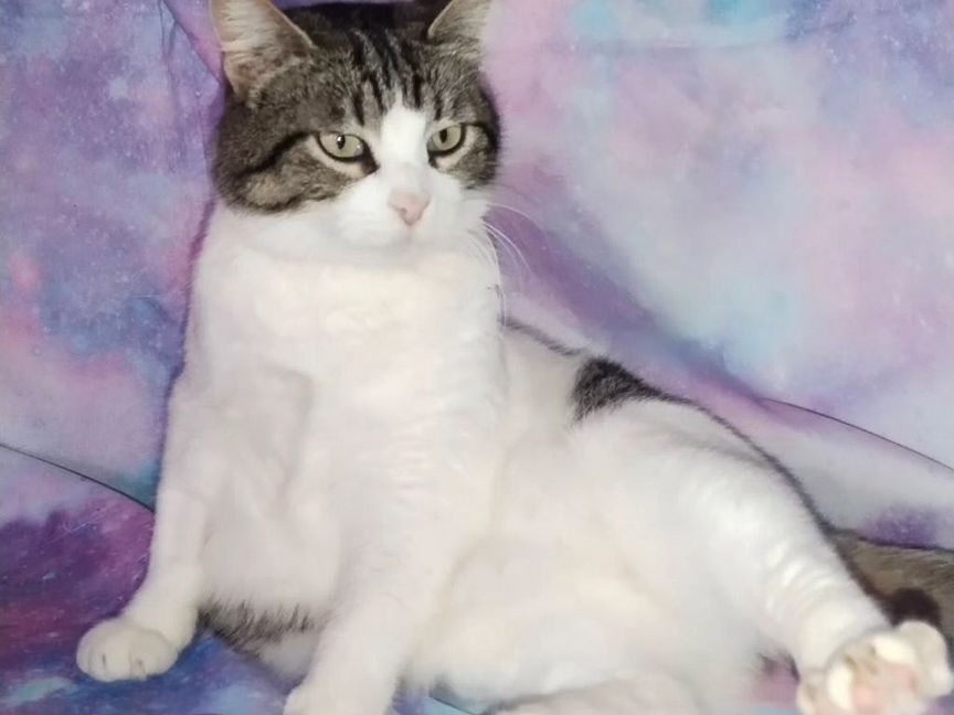 Кошечка Сказка