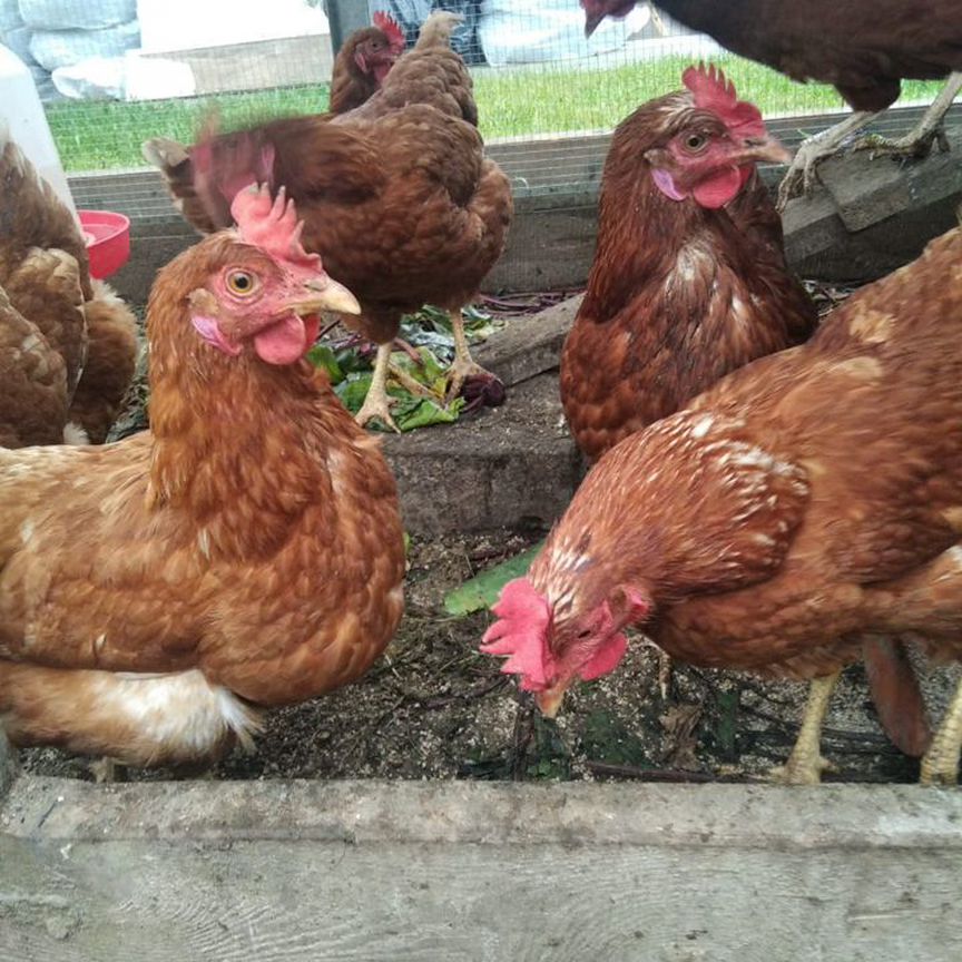 Куры несушки Ломан браун 8мес