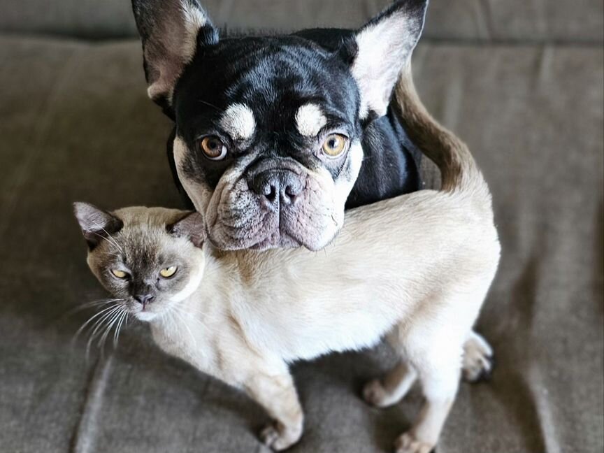 Котята Европейской бурмы