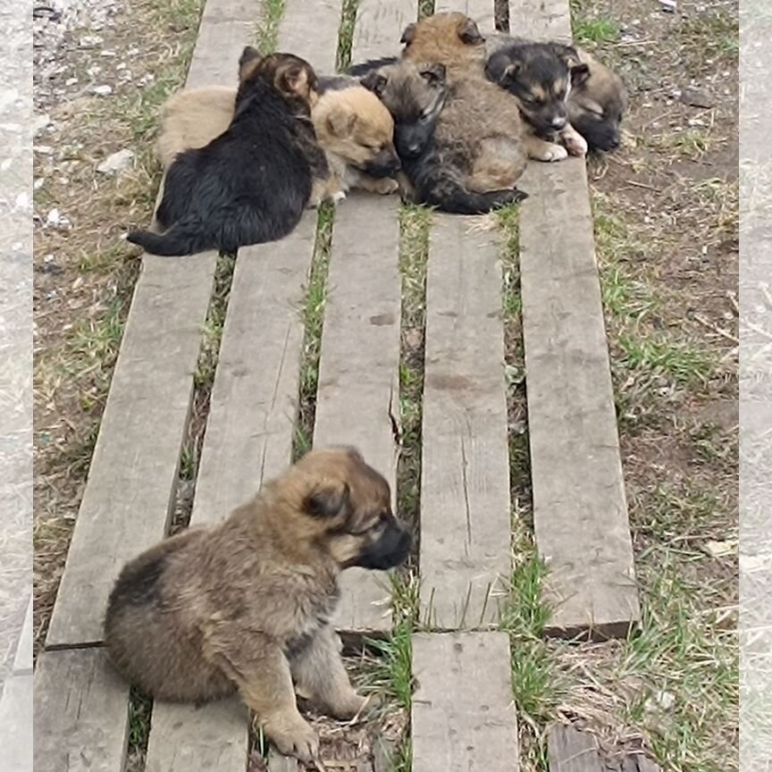 Щенки немецкой овчарки бесплатно