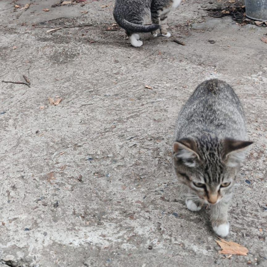 Котята ищут дом