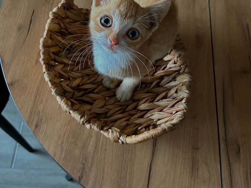 Котенок
