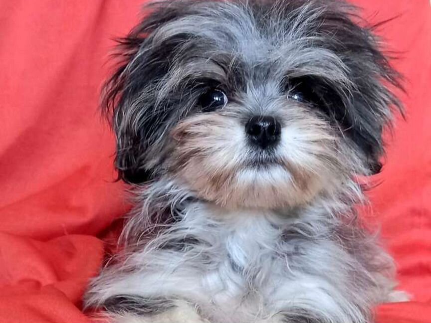 Куколка мальтипу супер мини мерле эксклюзив