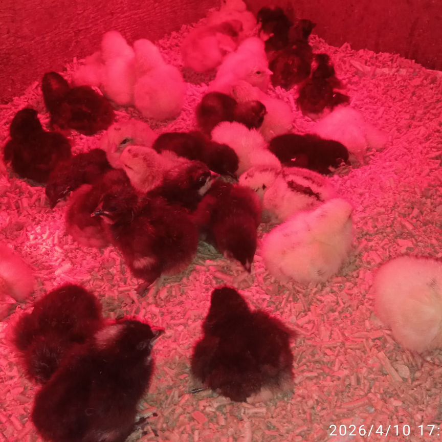 Цыплята суточные несушки