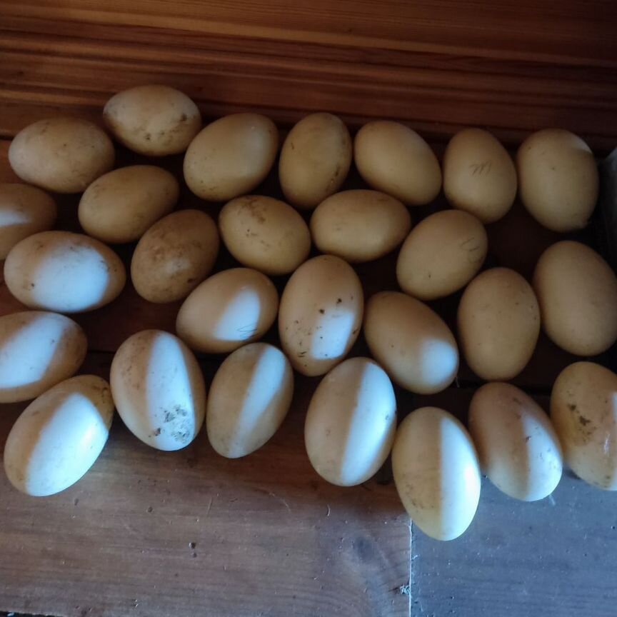 Инкубационное яйцо индоутки