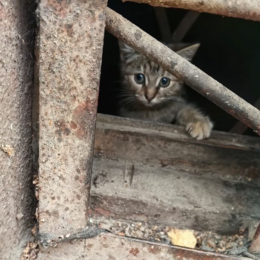 Котята трое