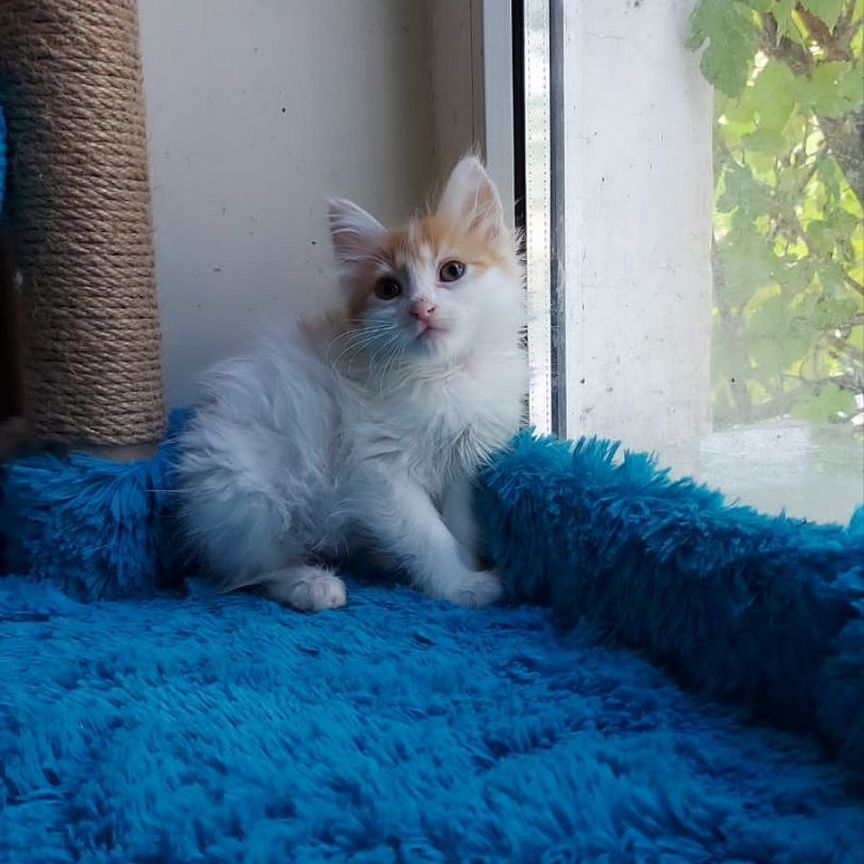 Котенок девочка в добрые руки