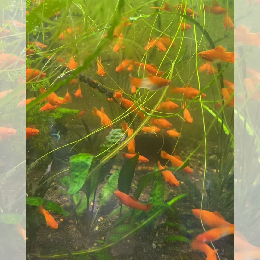 Меченосец рубин