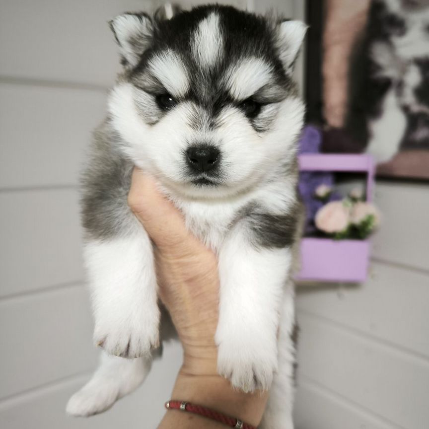 Померанский шпиц, щенок