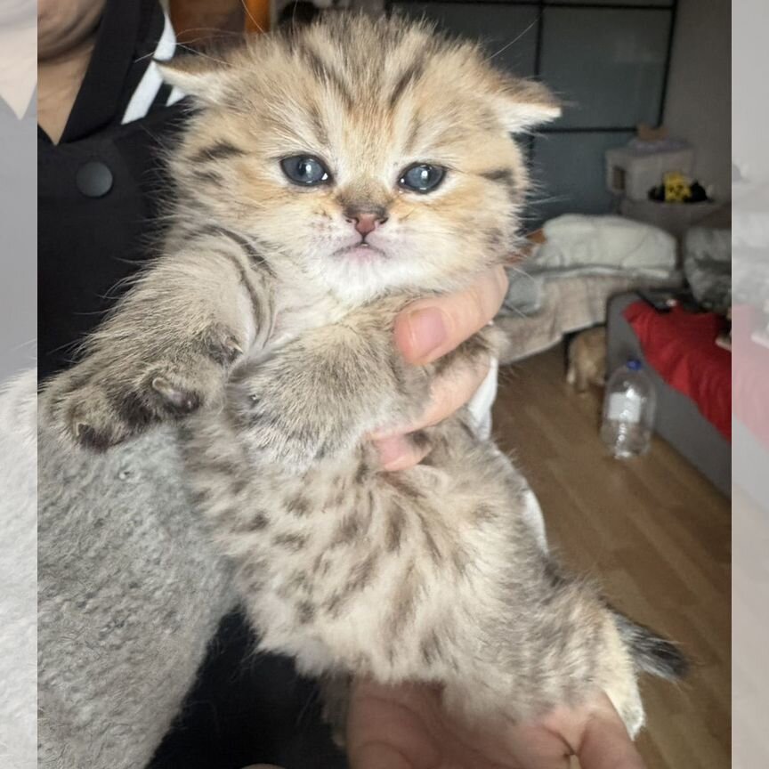 Шотландский прямоухий короткошёрстный котёнок